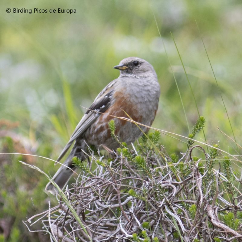 Alpine Birds - Birding Picos de Europa